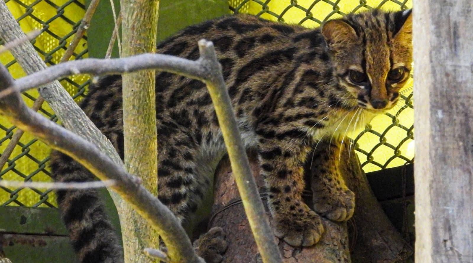 Tigrilla lanuda fue rehabilitada y liberada en su hábitat natural ...